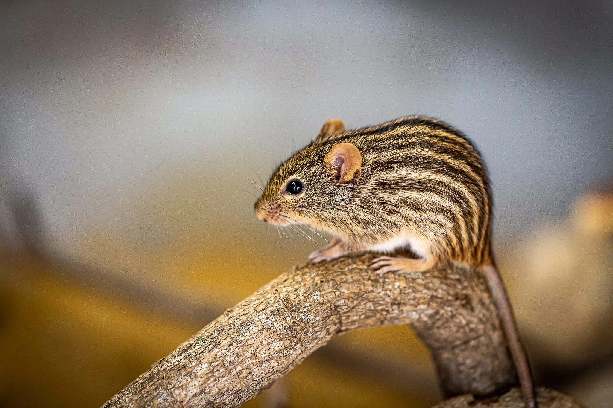 Le rat rayé : Spaycific'zoo