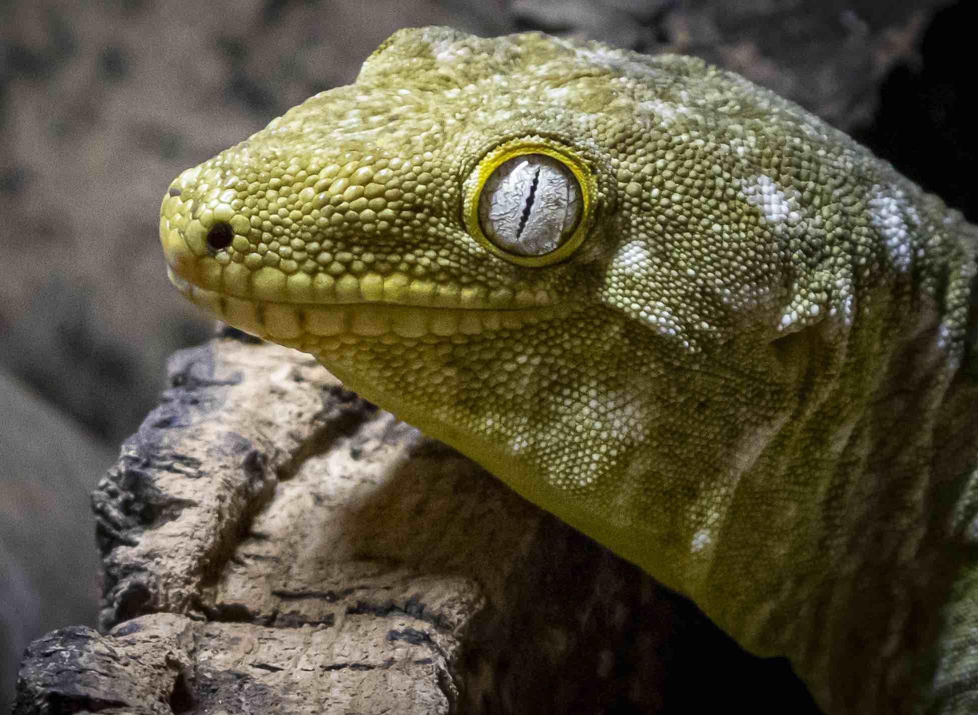 Gecko géant de Nouvelle - Calédonie